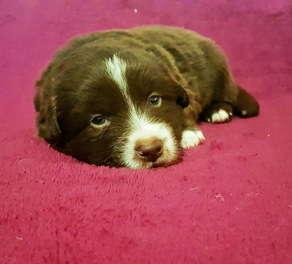 Accueil - Elevage De La Légende De Calypsone - eleveur de chiens Mini ...